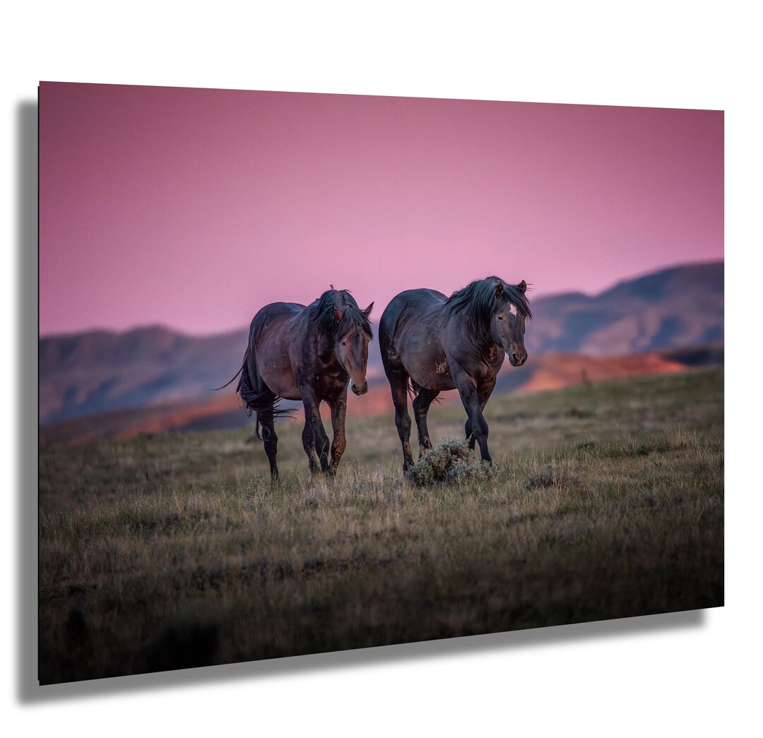 Wild Horse Photography, Wall Art Photography Wild Horse Print Canvas ...