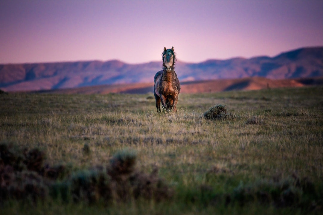 Wild Horse Photography, Wild Horse Wall Art, Horse Photography, Wild ...