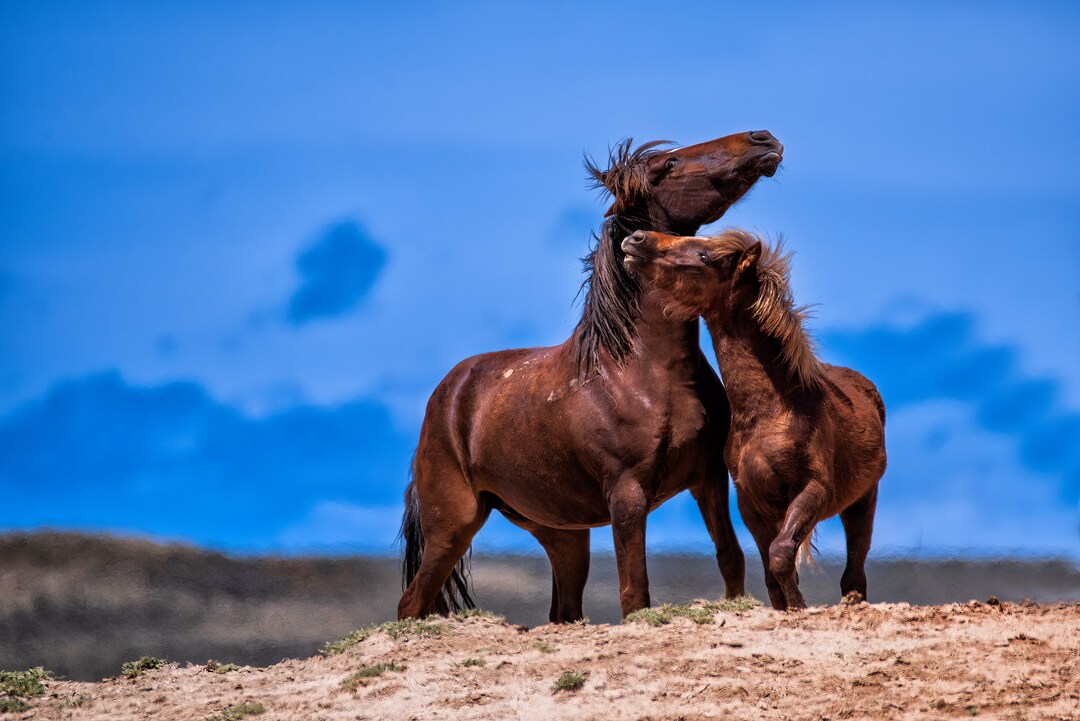 Wild Horse Photography Canvas, Horse Photo Wild Mustang, "frolic" Horse ...
