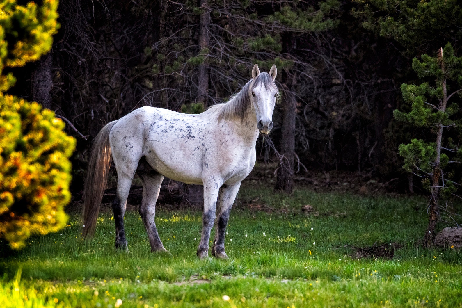 Wild Horse Wall Art, Wild Horse Photo, White Horse Print, Wild Mustang ...