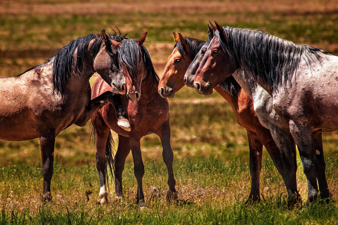 Onaqui Mustang Print: Wild Horse Pow Wow, Utah Equine Art - Etsy