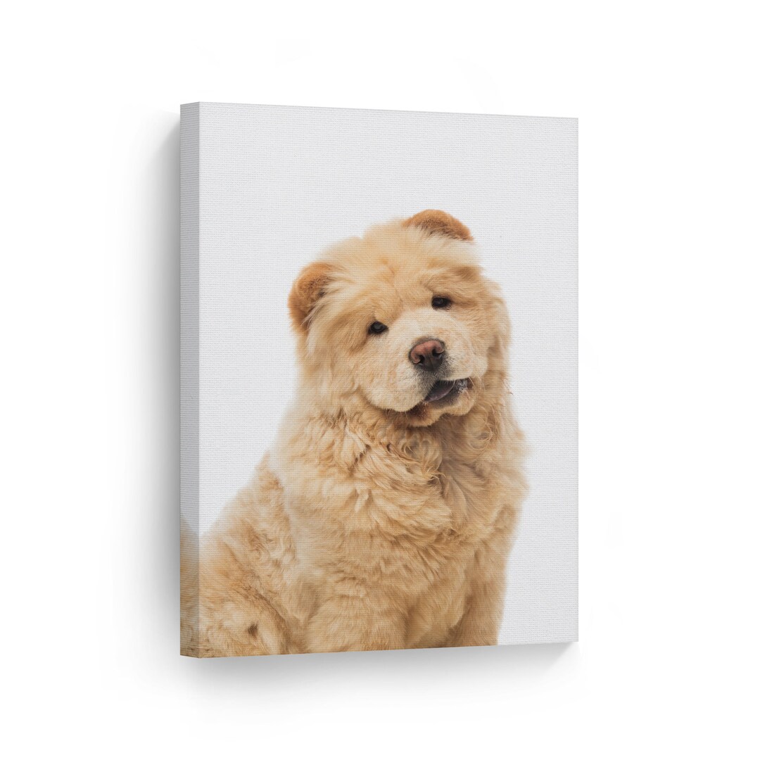 Lindo Chow Chow perro sentado animal lienzo pared arte impresión ...