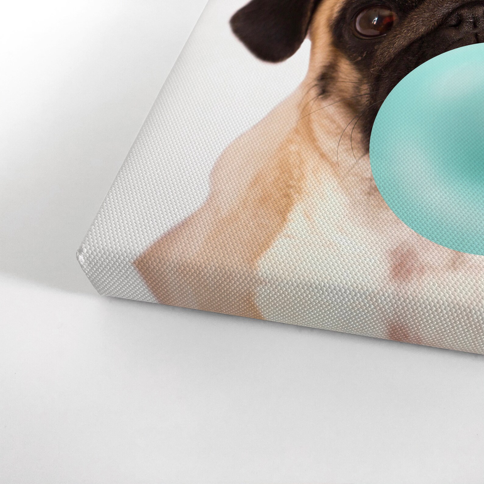 Cute Puppy Pug Dog Animal Bubble Gum Art Teal Blue Canvas Wall Art ...