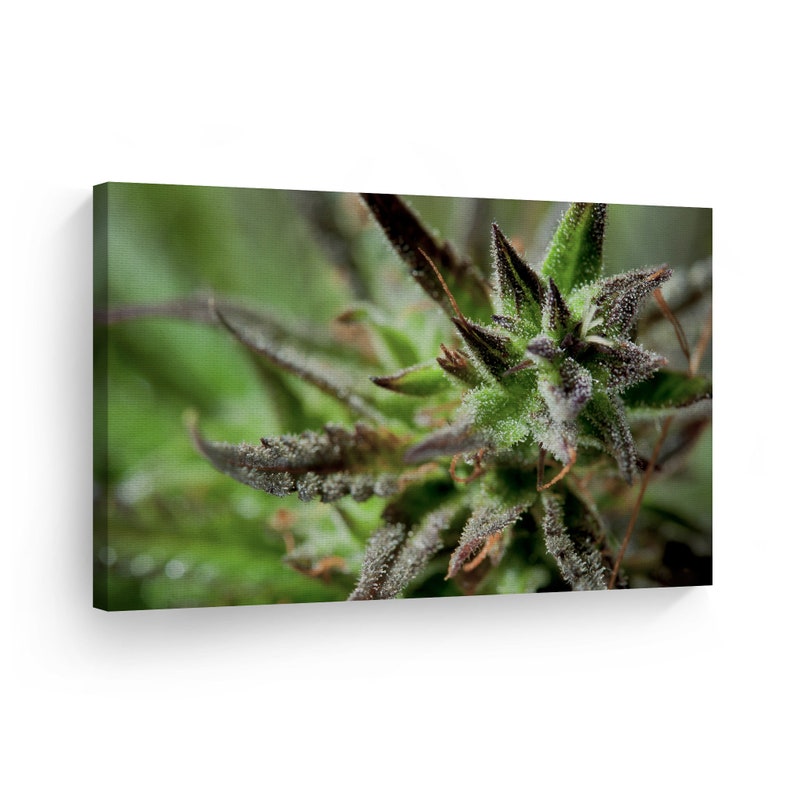 Weed Decor - Etsy