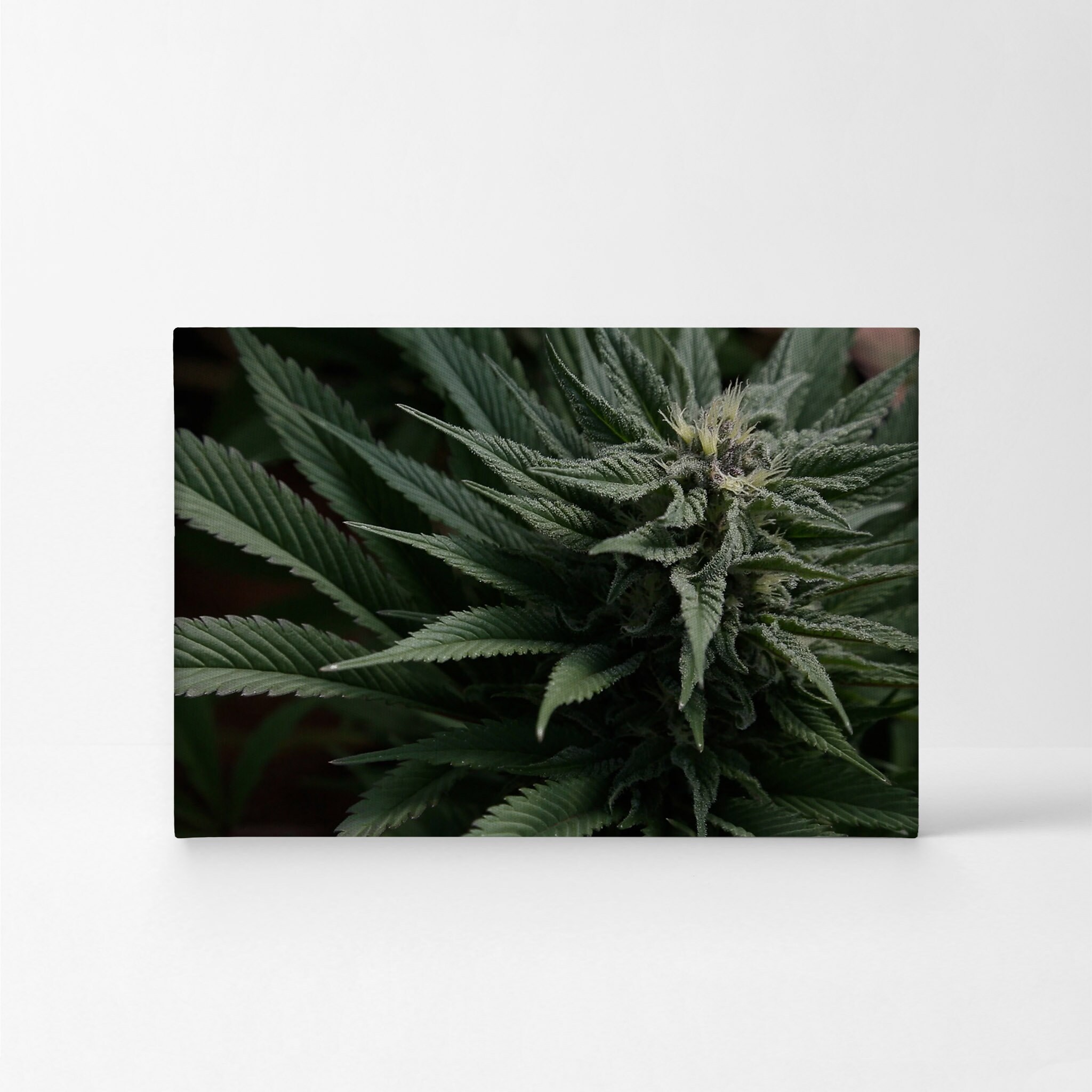 Smoke Wall Art Canvas Wall Art Print Dark Green Marijuana | Etsy