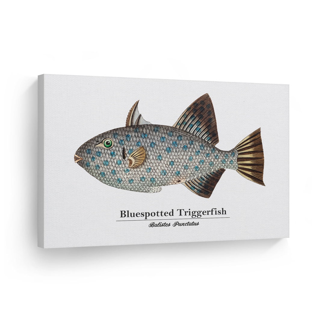 Bluespotted Triggerfish Balistes Punctatus Fish Painting Marine Animal ...