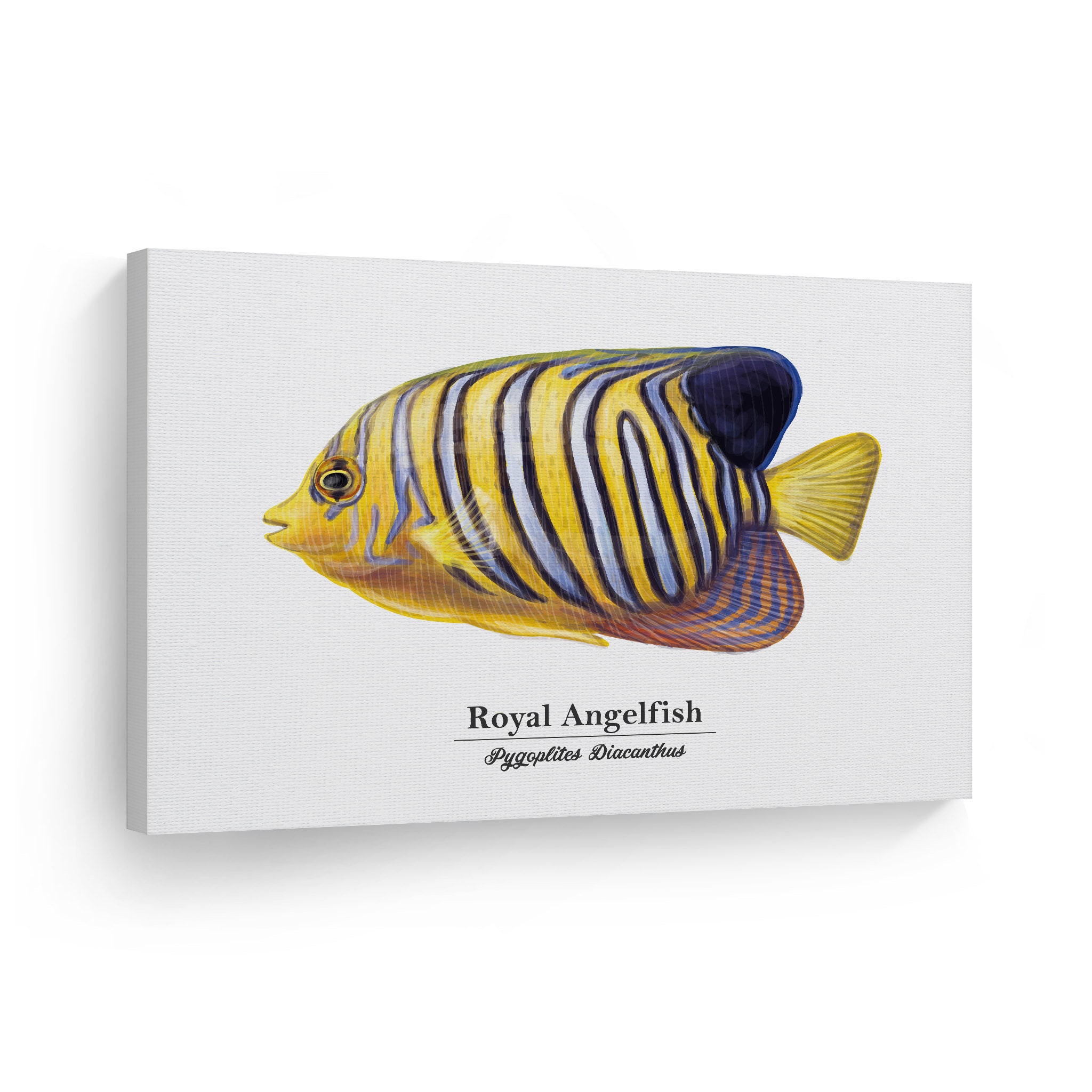 Royal Angelfish