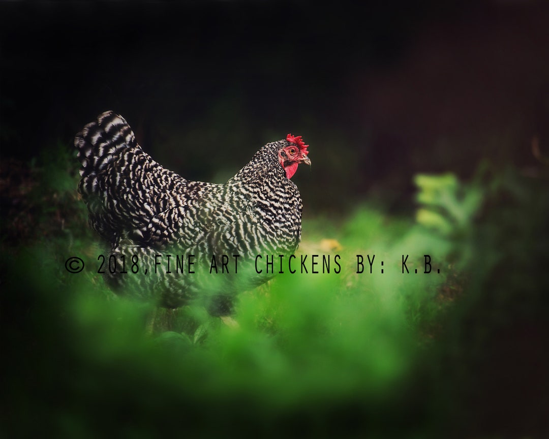 Schönes Bubbles Huhn Foto, Bauernhof Fotografie, Fine Art Huhn Foto ...