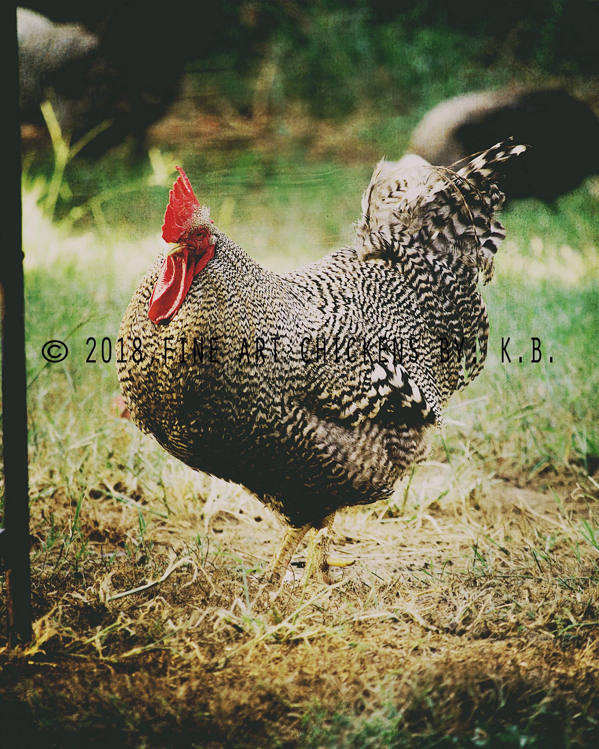 Regal Rooster, Chicken Photograph, Farm Photography, Fine Art Chicken ...