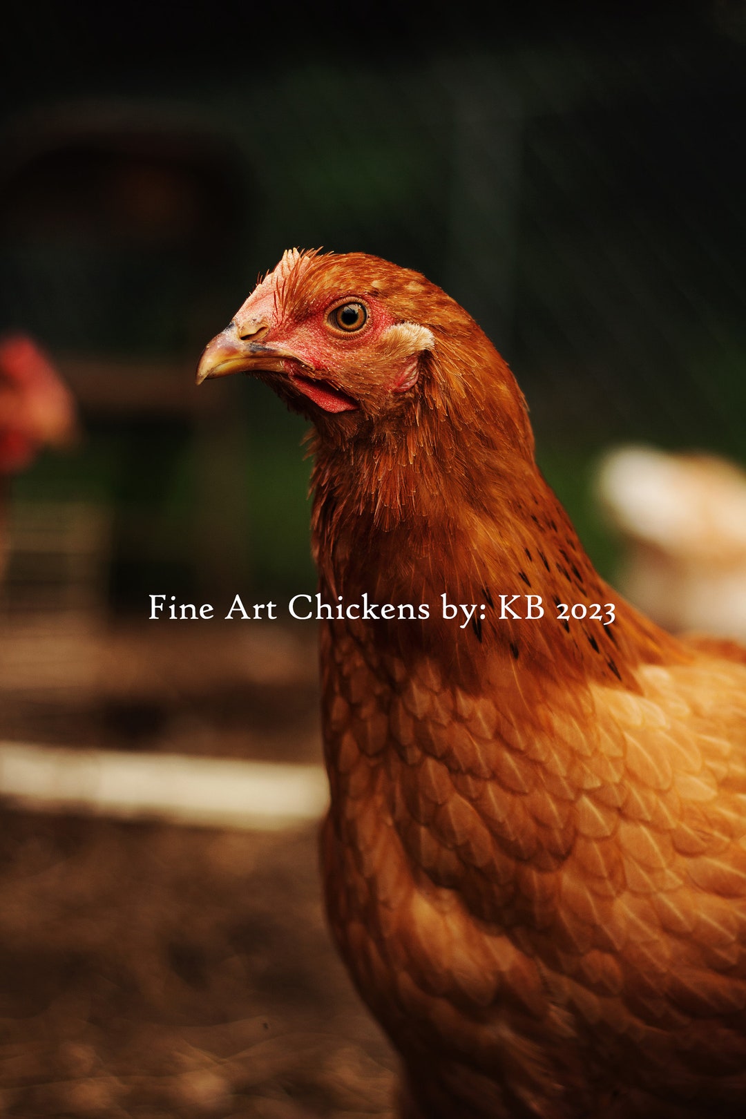 Orange Hen Portrait - Digital Download - Chicken Art - Chicken ...