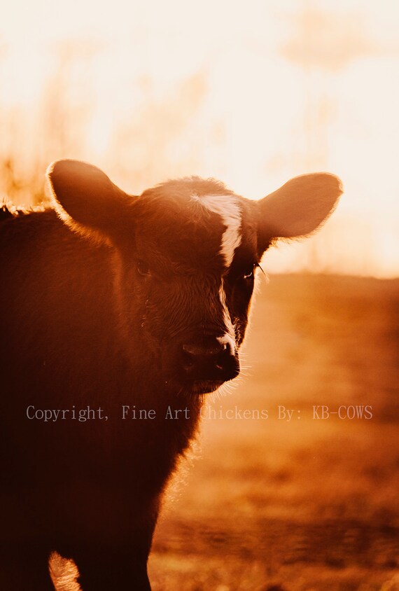 Morning Light Calf Photo Cow Photo Nursery Photo Country - Etsy