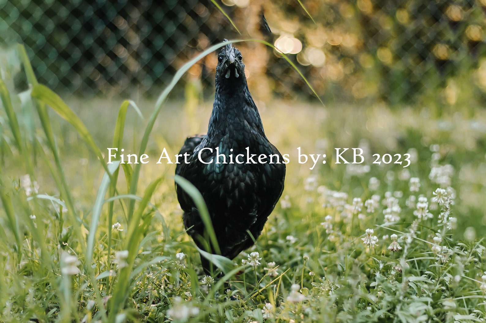 Cemani Among the Grass - Chicken Portrait - Digital Download - Farm ...