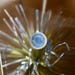 Silver Tinsel Atomic Starburst Ornaments With Multi-color Centers ...