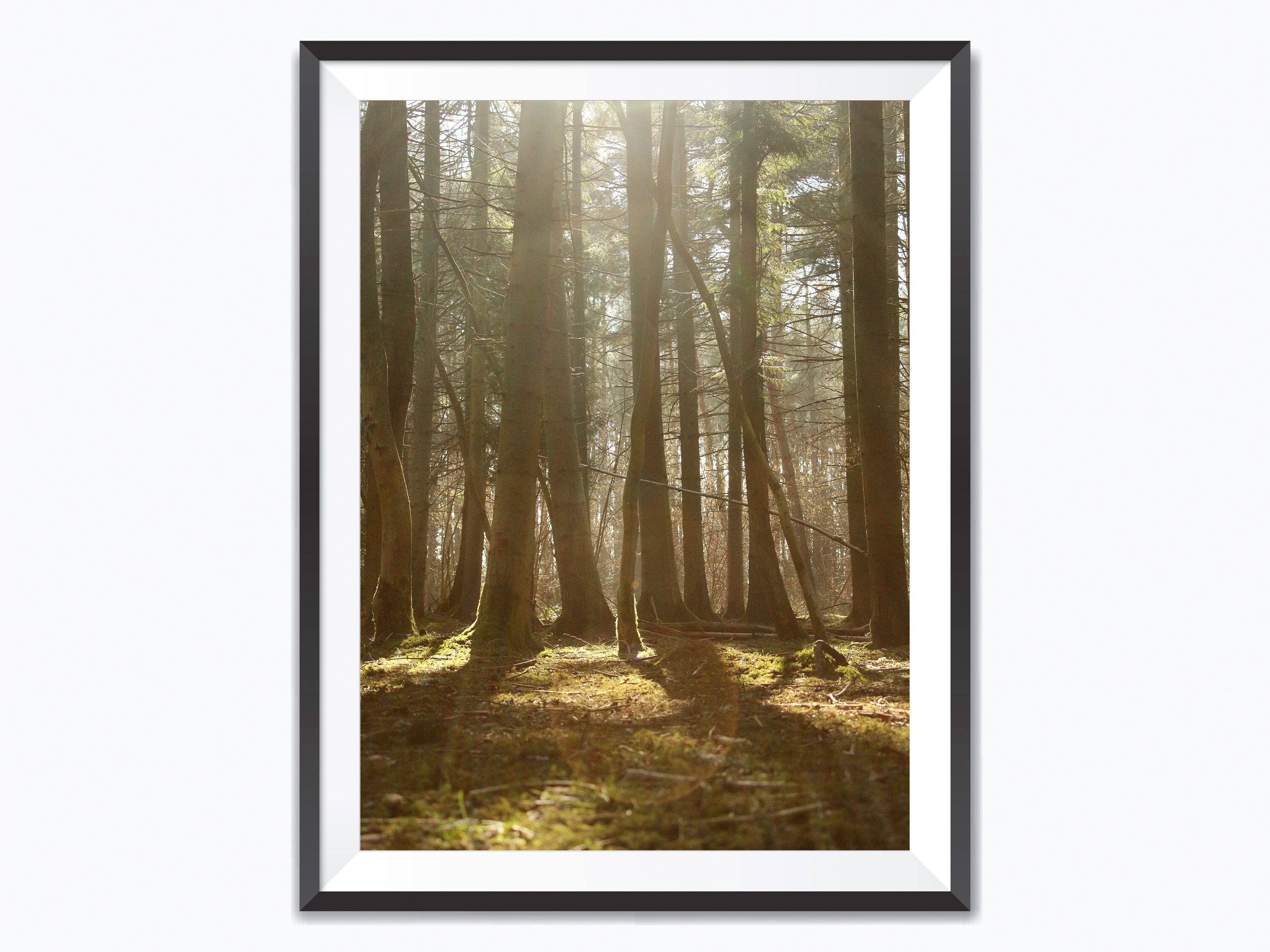 Forest Lens Flare Photography - Instant Digital Download - Photography ...