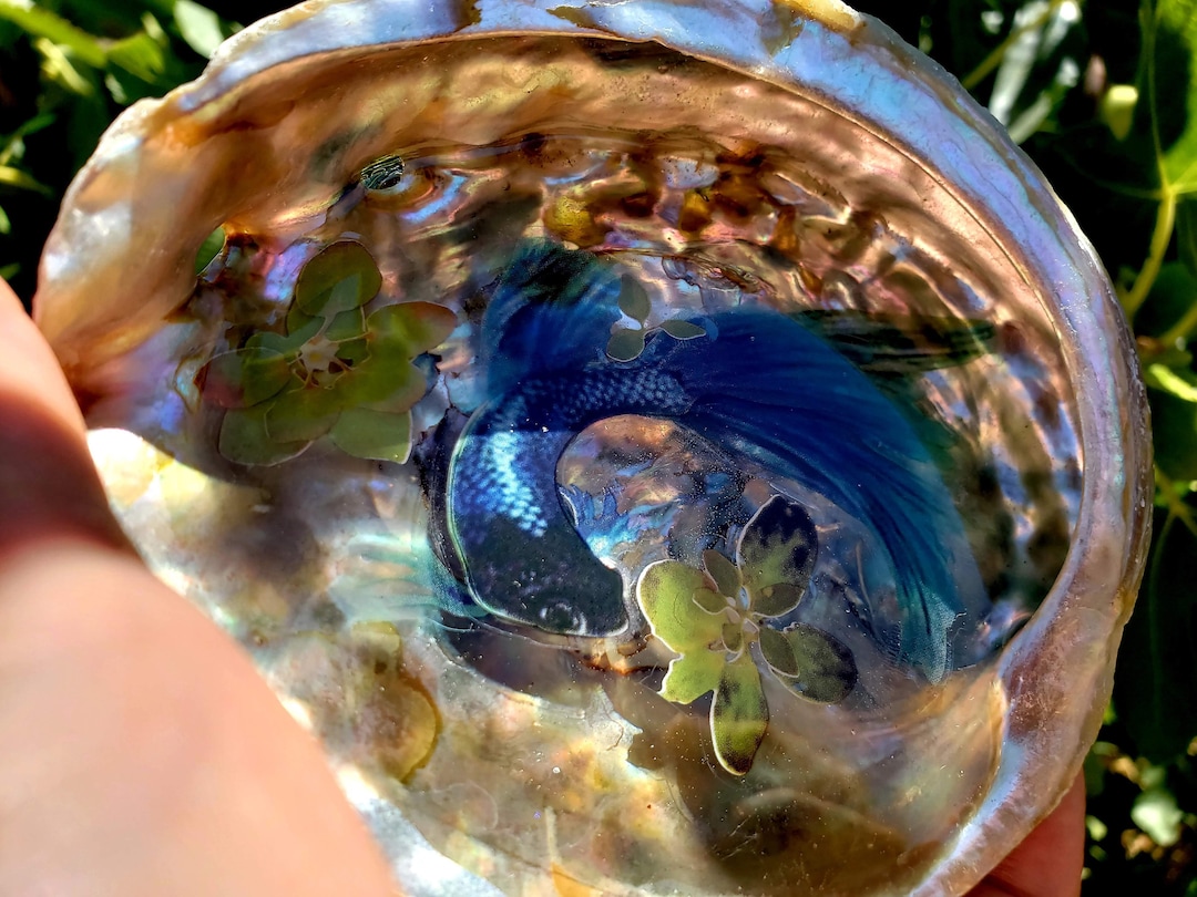 Resin Betta Fish Paperweight: Abalone Shell Pond Decor - Etsy