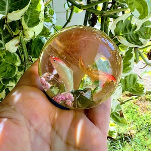 Aquarium Fish in a Bowl Miniature Diorama Terrarium Fish Tank Herbarium ...