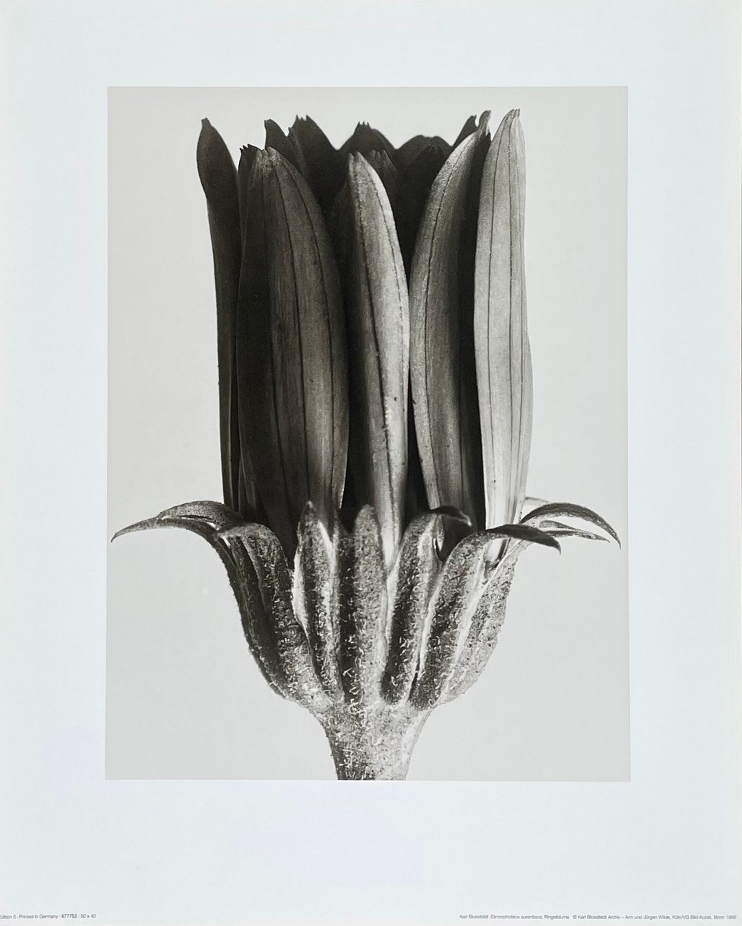 Karl Blossfeldt Exhibition Poster Marigold Flower Still Life Nature ...