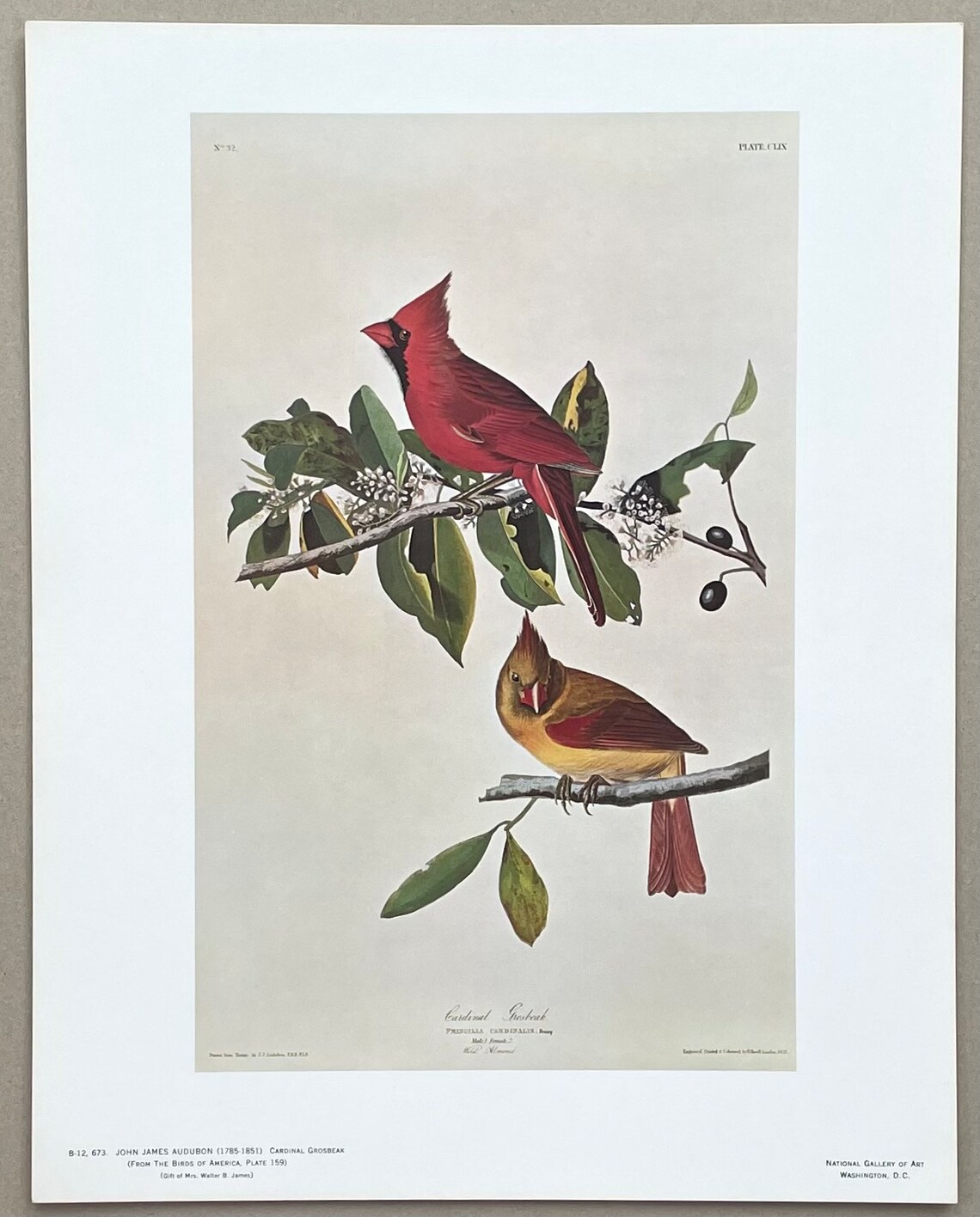 John James Audubon Exhibition Poster - Cardinal Grosbeak - Birds of ...