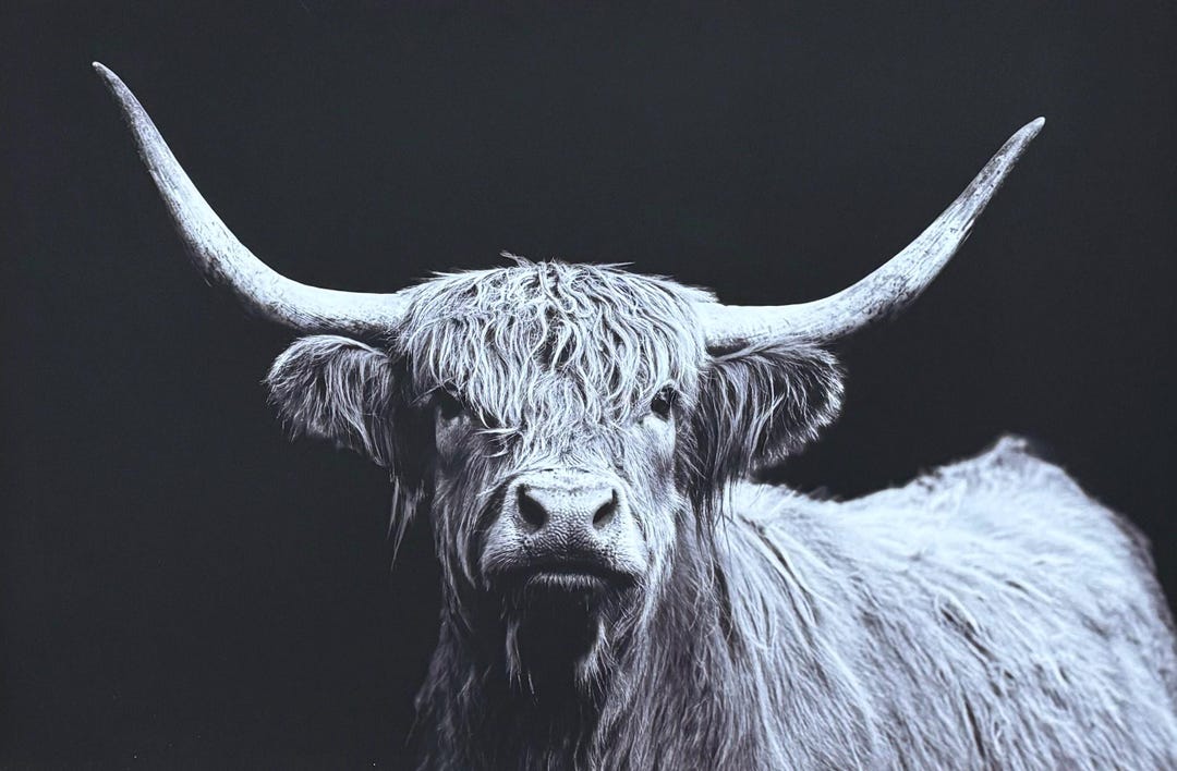 The Highland Exhibition Poster - Scottish Breed of Rustic Cattle ...