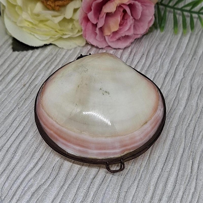 Shell Pill Box - Etsy