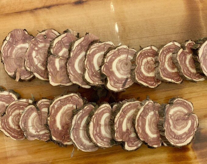 Cedar Tree Rounds- Fresh Cut - Etsy