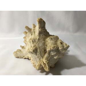 Queen Horned Conch Seashell Ocean Shell Pink Natural Beach 6.5 Inch ...