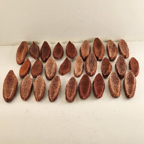 27 Pcs West Indies Mahogany Wood Tree Seed Pod Slices for Dried Floral ...