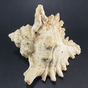 Queen Horned Conch Seashell Ocean Shell Pink Natural Beach 6.5 Inch ...