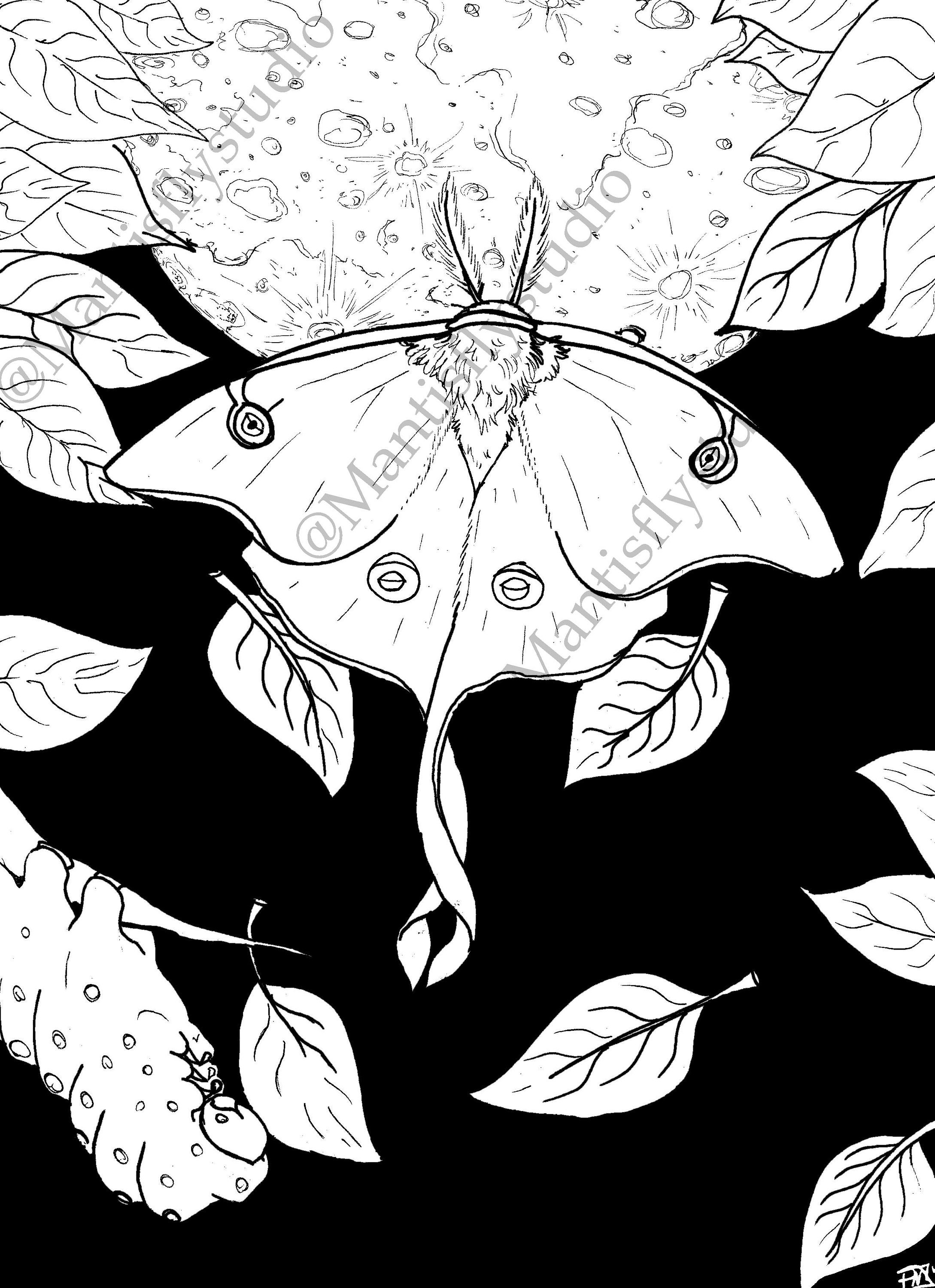 4 Giant Silk Moth Coloring Book Pages - Etsy