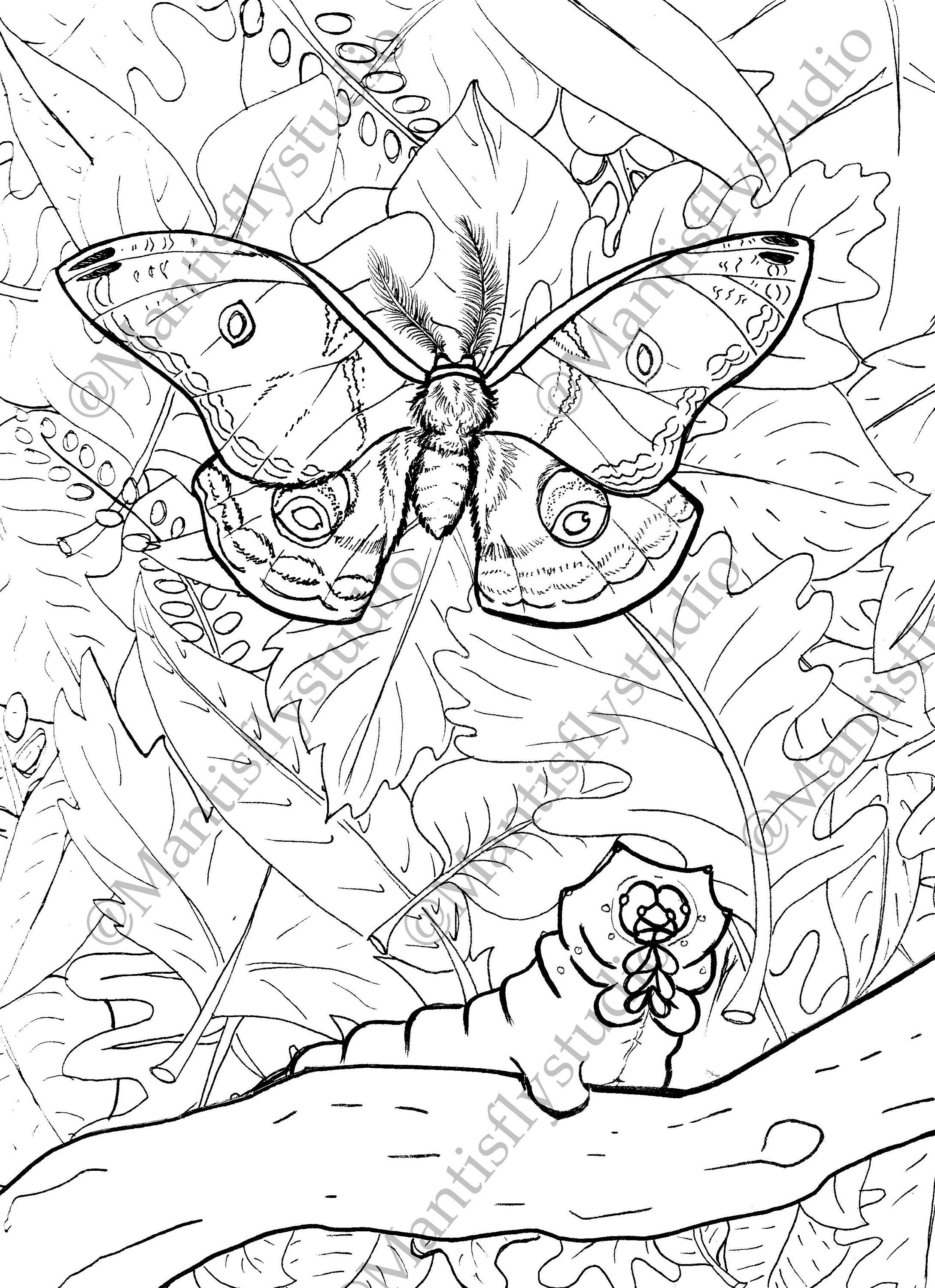 4 Giant Silk Moth Coloring Book Pages - Etsy
