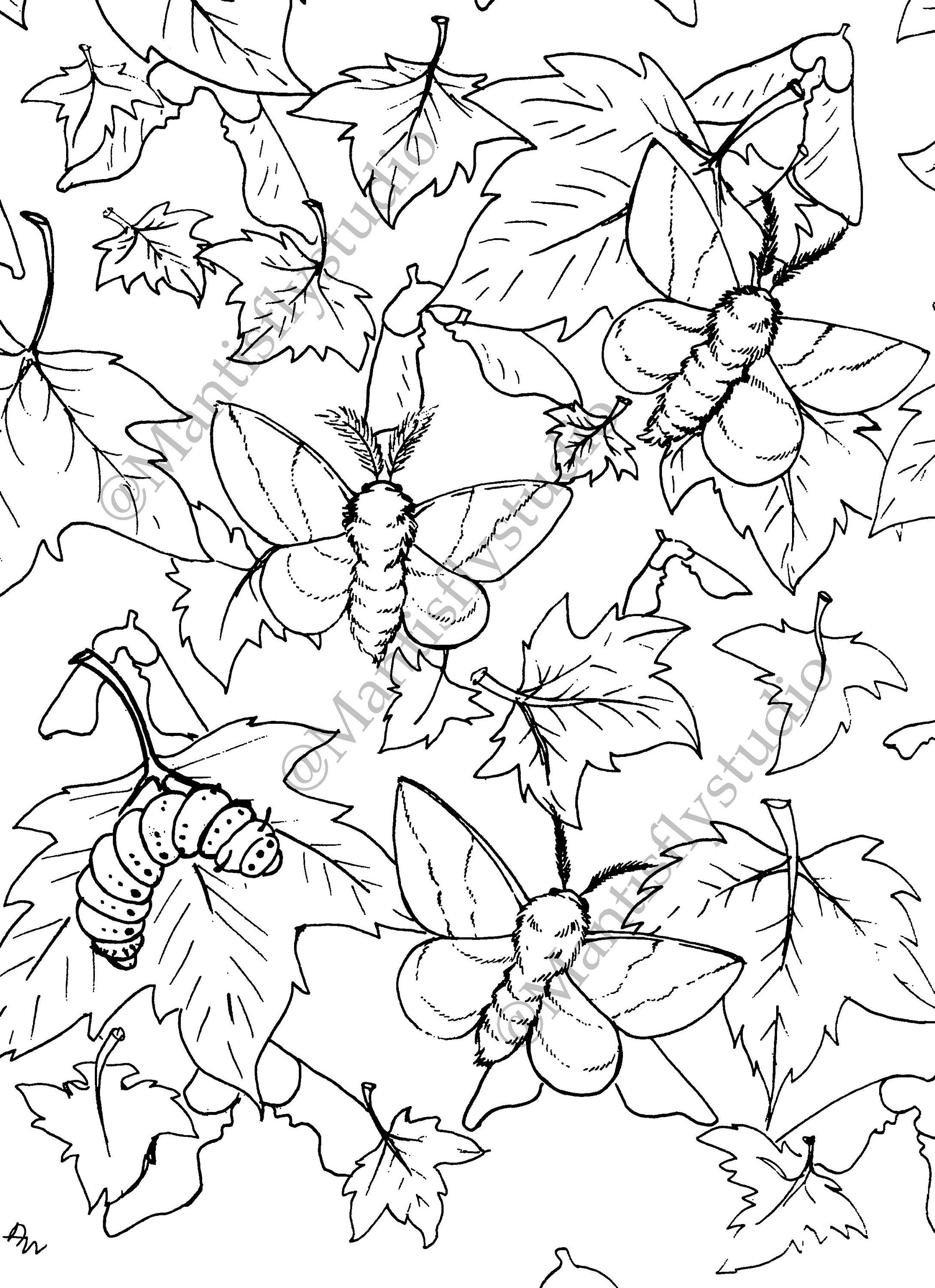 4 Giant Silk Moth Coloring Book Pages - Etsy