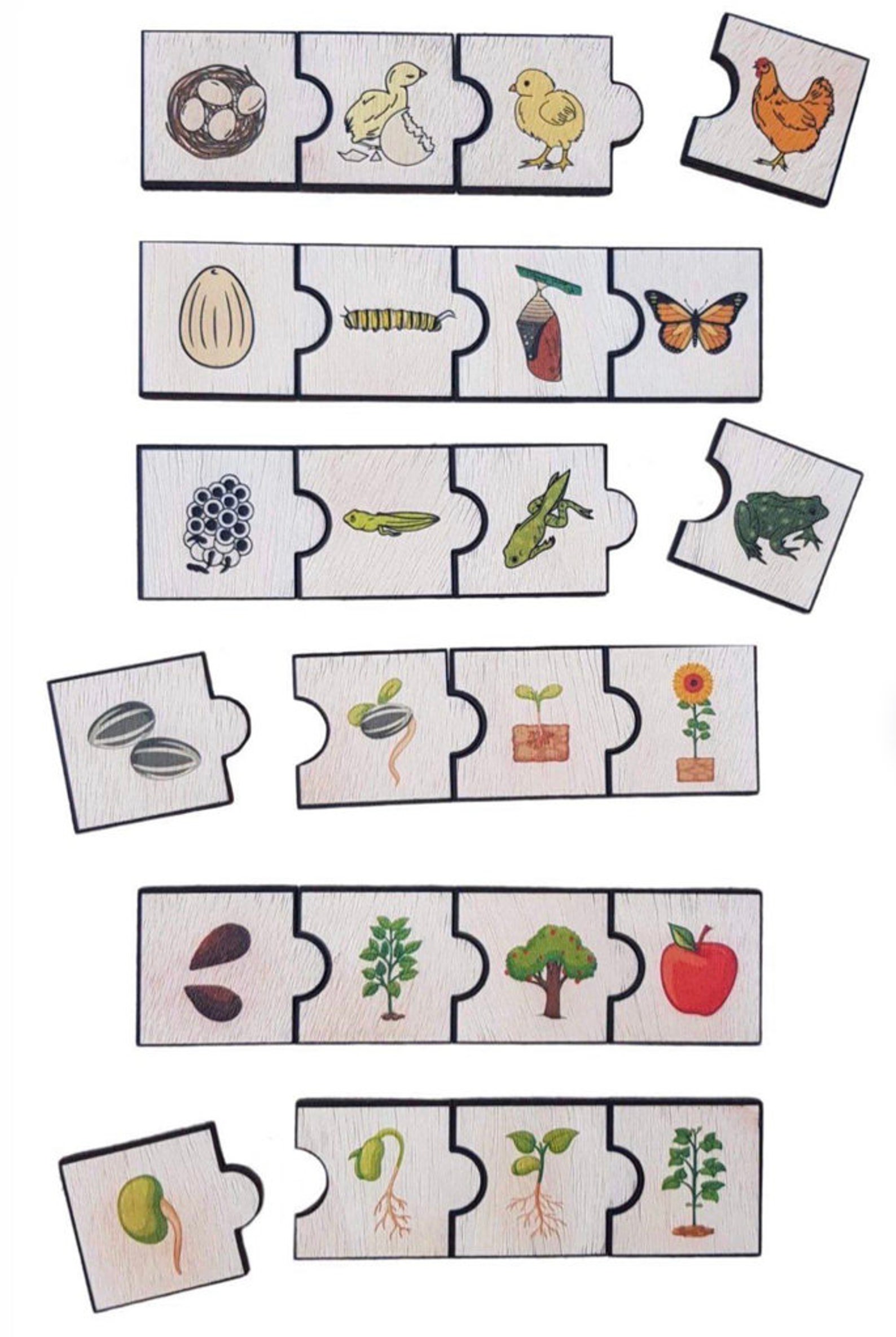 Montessori Life Cycle Set for Kids Life Cycle Butterfly | Etsy