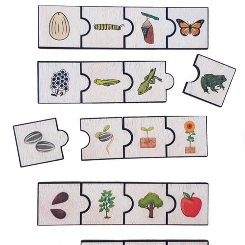 Montessori Life Cycle Set for Kids Life Cycle Butterfly - Etsy