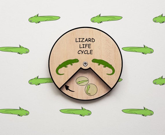 Lizard Life Cycle Wheel Montessori Life Cycle Sequence Board - Etsy UK