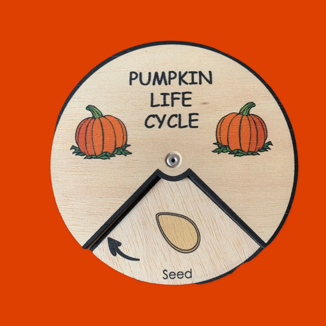 Pumpkin Life Cycle, Montessori Toys, Life Cycle of Pumpkin, Nature ...