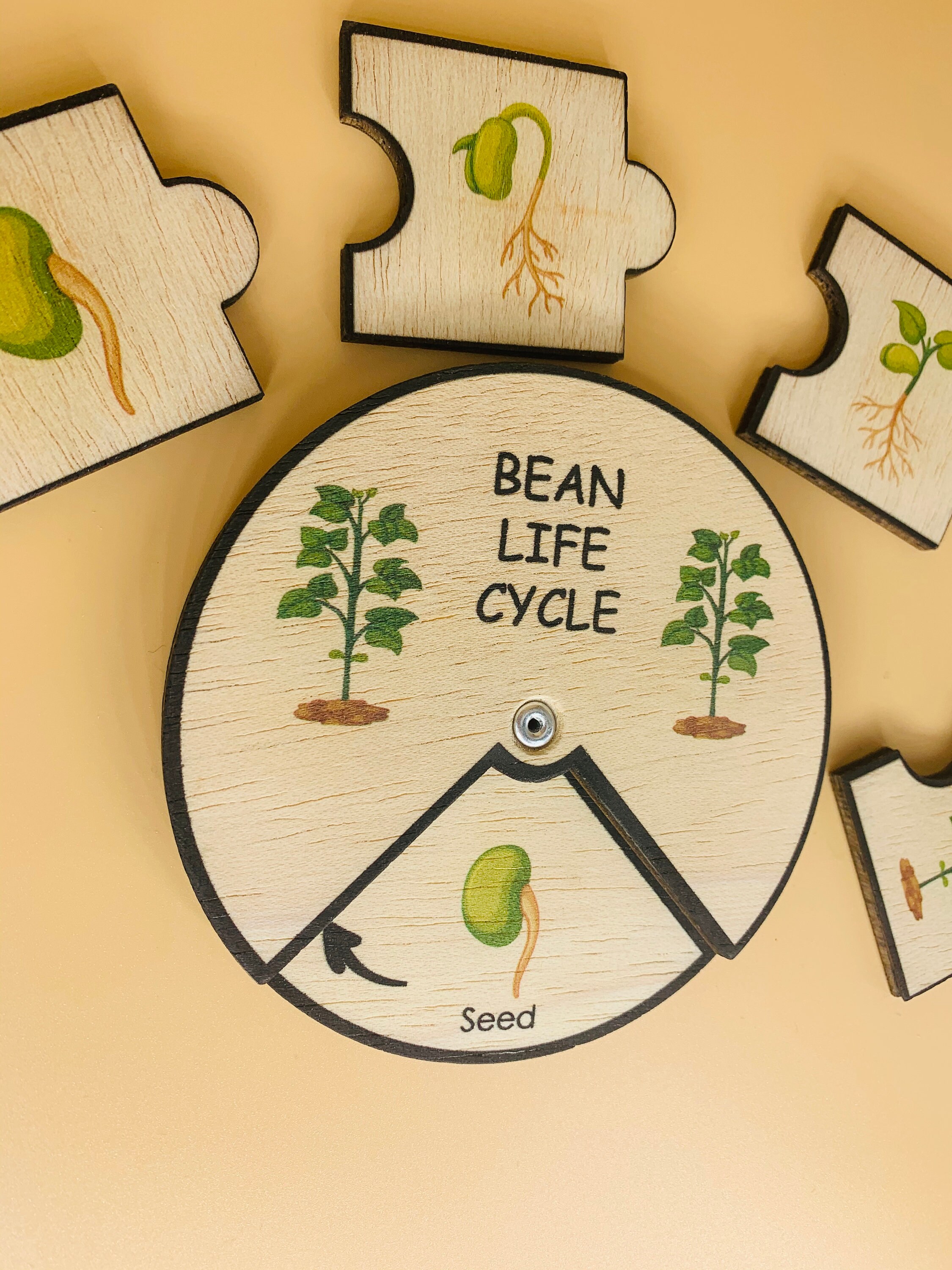 Bean Life Cycle for Kids Homeschooling Material for Toddlers | Etsy