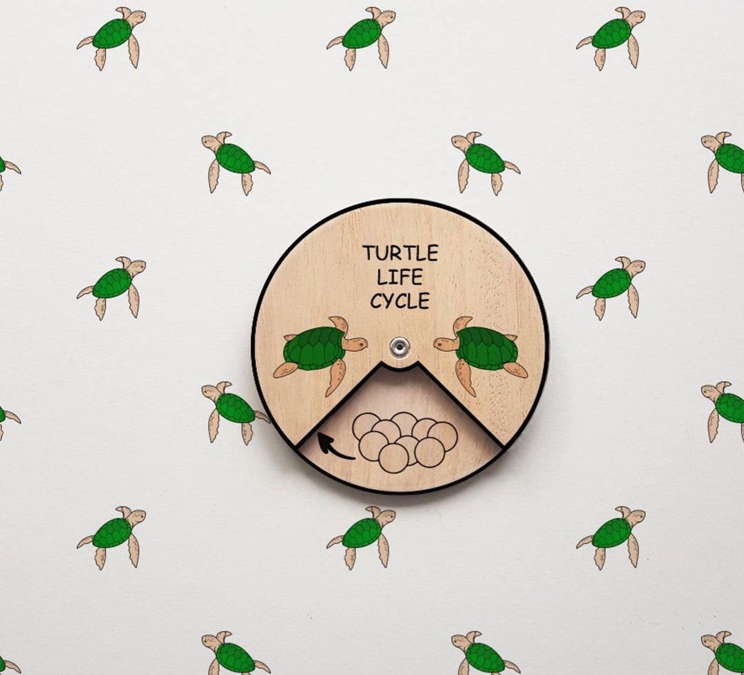 Turtle Life Cycle | Montessori Life Cycle | Life Cycle of Turtle ...