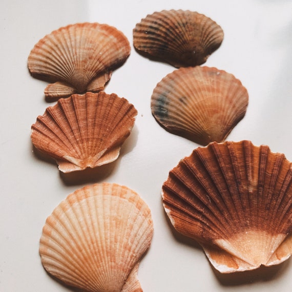 Various Scallops In Shell