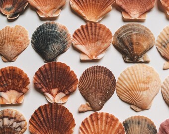 Small Scallop Shells - Etsy