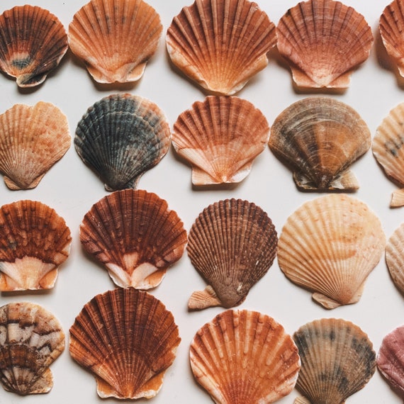 Various Scallops In Shell