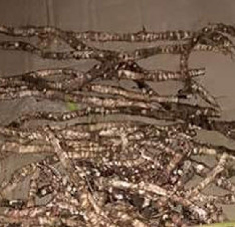 Rat Root Weekas Sweetflag Muskrat Root Acorus Calamus | Etsy