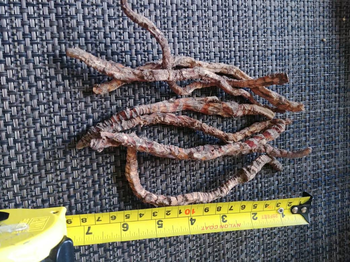 Rat Root - Weekas, Sweetflag , Muskrat Root, Acorus Calamus - Etsy