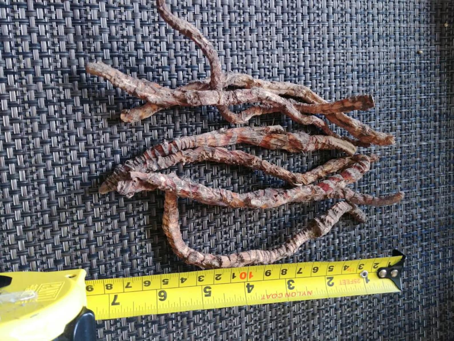 Rat Root Weekas Sweetflag Muskrat Root Acorus Calamus | Etsy