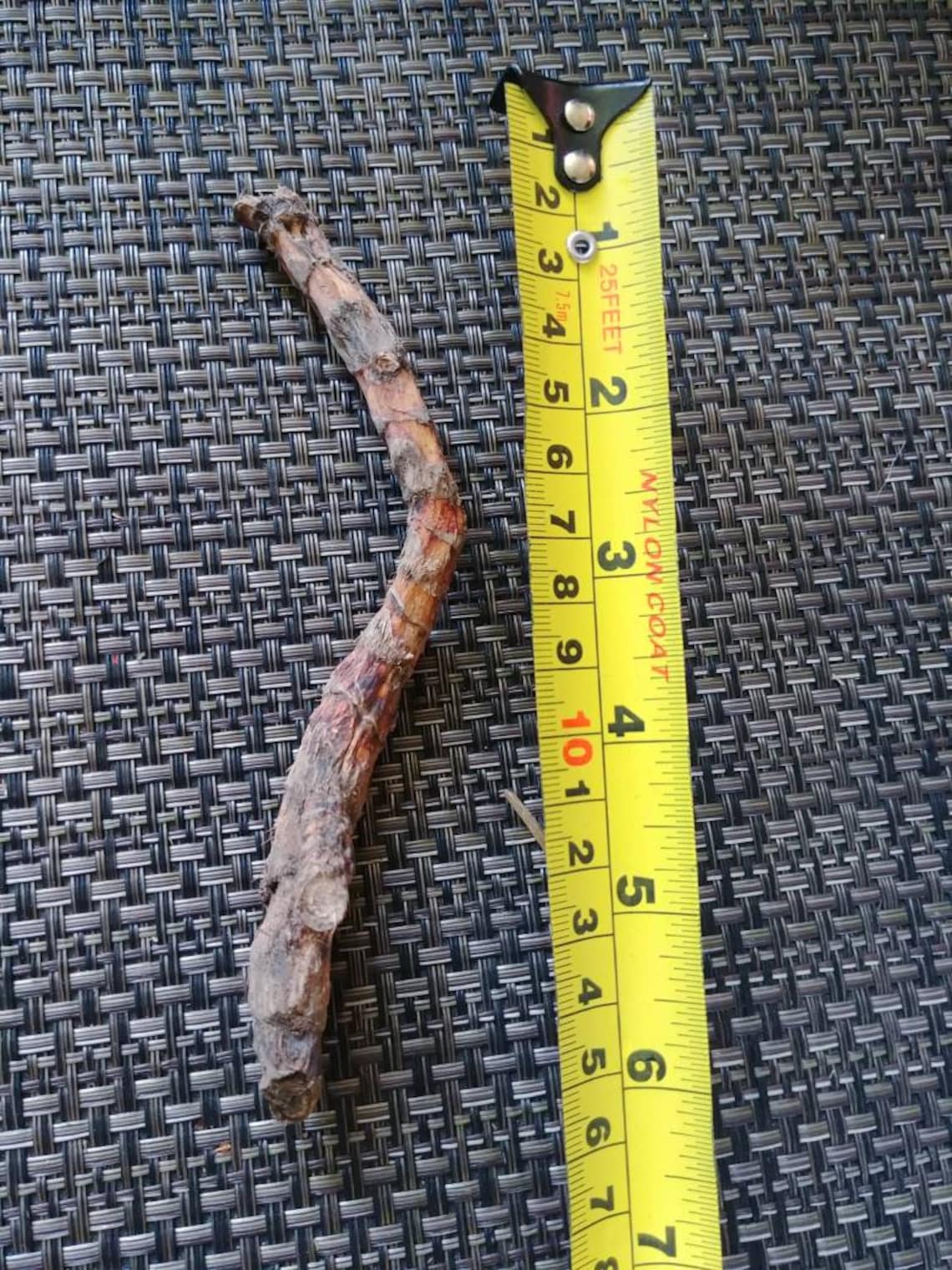 Rat Root - Weekas, Sweetflag , Muskrat Root, Acorus Calamus - Etsy