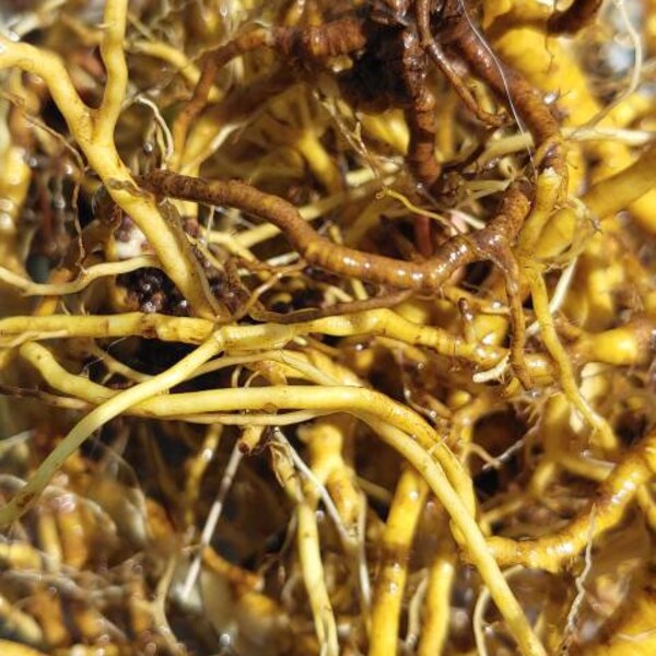 Virginia Snake Root - Etsy