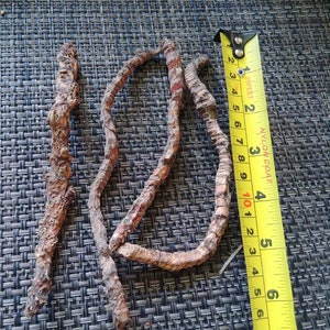 Rat Root - Weekas, Sweetflag , Muskrat Root, Acorus Calamus - Etsy