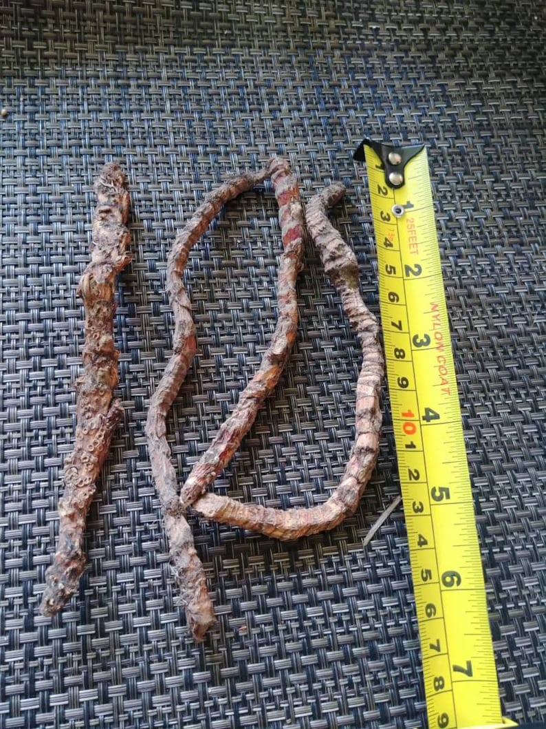 Rat Root - Weekas, Sweetflag , Muskrat Root, Acorus Calamus - Etsy