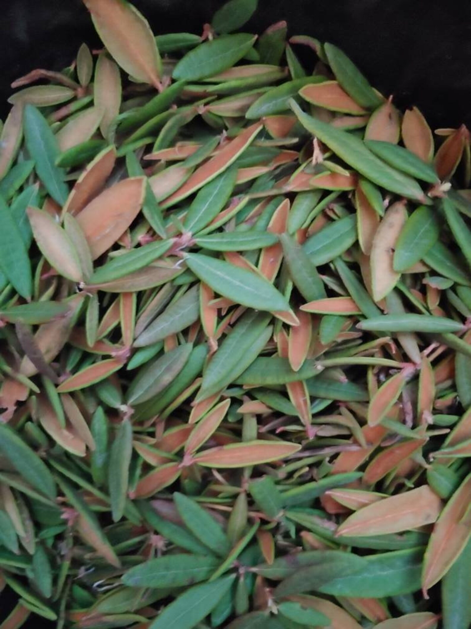Pure Labradore Tea Also Known as Muskeg Tea or Muskego Tea. 4 Size ...