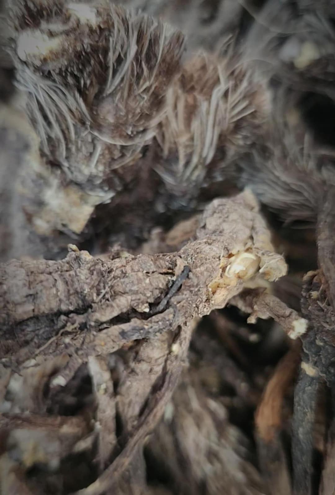 Freshly Picked June 2025 Osha Root, Bear Root, Ligusticum Porteri - Etsy