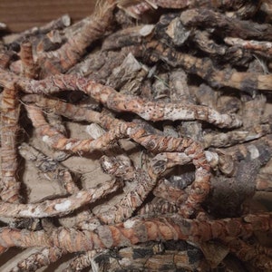 Rat Root - Weekas, Sweetflag , Muskrat Root, Acorus Calamus - Etsy